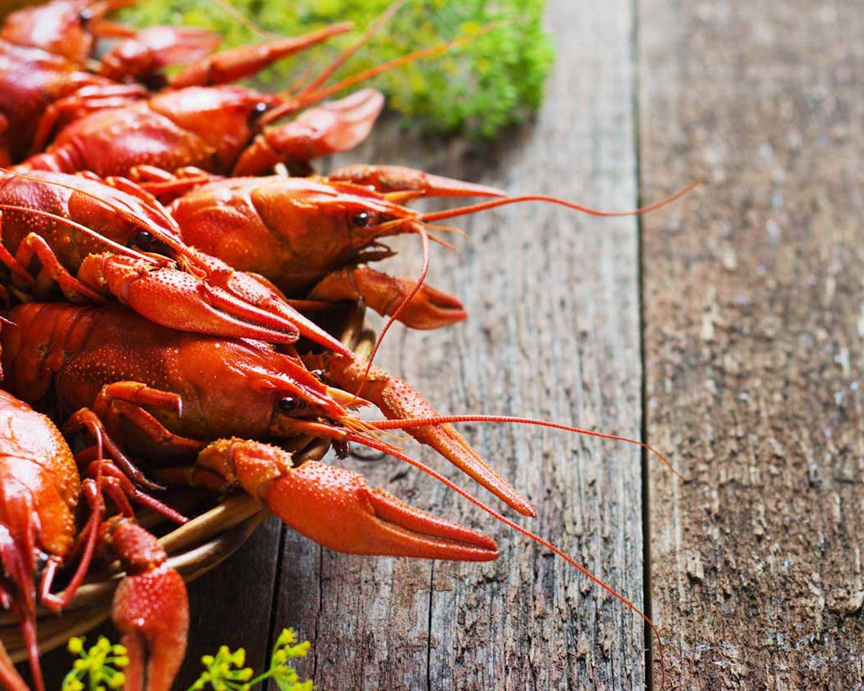 Order Wolfies Menu Delivery【Menu & Prices】| 22522 Texas 249 , Houston ...