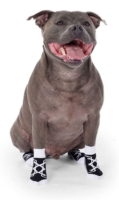All Day Lace Up Faux Shoe Pet Sock Delivery Near Me | Order Online ...