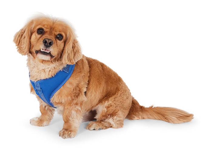 Juni Logo Dog Harness Delivery Near Me | Order Online | Uber Eats