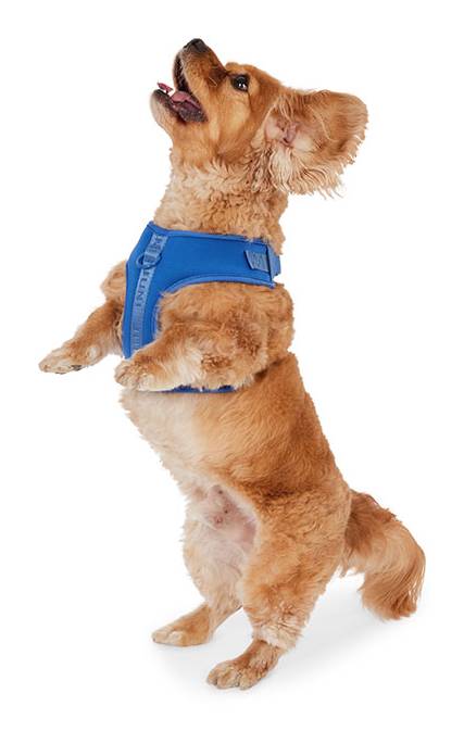 Juni Logo Dog Harness Delivery Near Me | Order Online | Uber Eats
